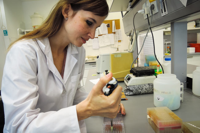 Offsetting the Brain Drain of Inhospitable Eras, Argentina Helps Expat ...