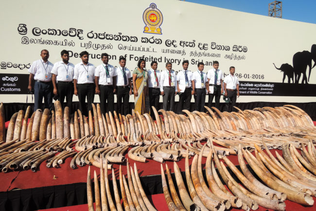 Sri Lanka Destroys Poached Ivory in Ceremony