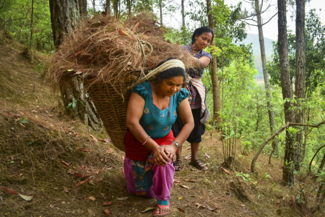 Featured Photo: Nepal: Forest