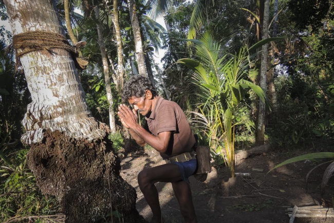 Toddy Tapping, a Traditional Sri Lankan Job, Faces Extinction