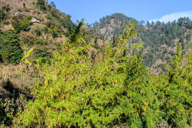 Despite the Law, Cannabis Is Crop of Choice Among Many of Nepal’s ...