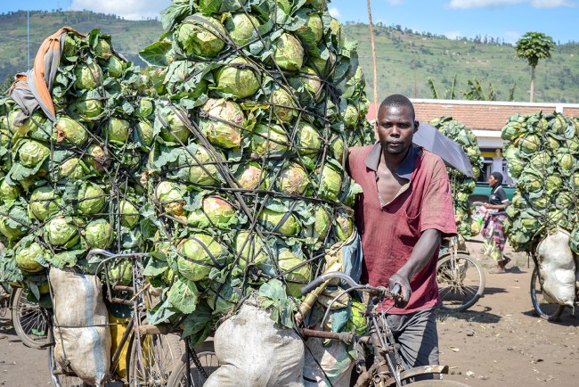 A Rwandan Cabbage Farmer Uses a Bicycle for Transportation