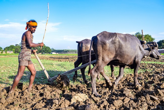 Plowing a Field in Nepal