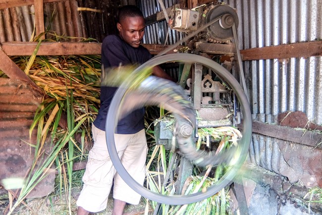 To Combat Climate Change, Ugandan Farmers Adopt Smart Farming Techniques