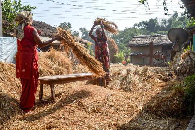 Harvesting Rice in Nepal