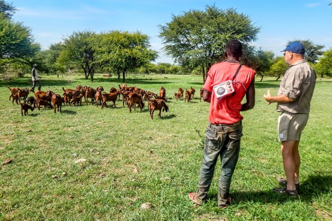 Raising Goats Where Cattle Once Grazed, Zimbabwe’s Farmers Adapt to ...