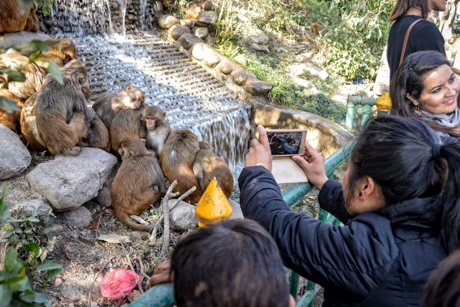 Photo Opportunities of Holy Monkeys in Nepal