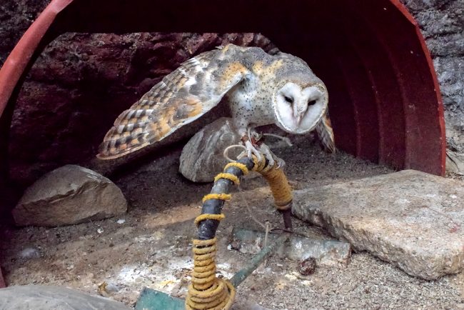Overcoming Obstacles, Zimbabwe Bird Park Dazzles With Exotic Species ...