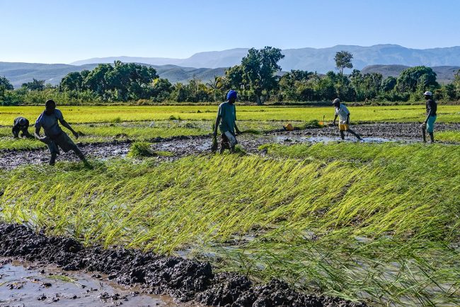 Haiti’s Rice Farmers, With Government Help, Hope They Can Feed Their Nation
