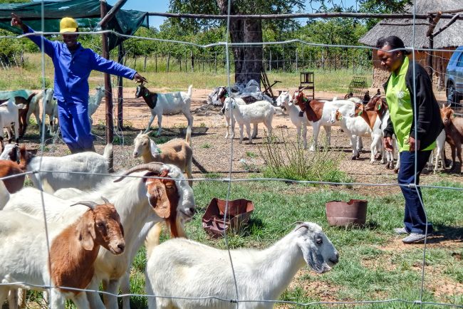 Despite Challenges, Female Farmers Find Goats More Profitable Than Cattle