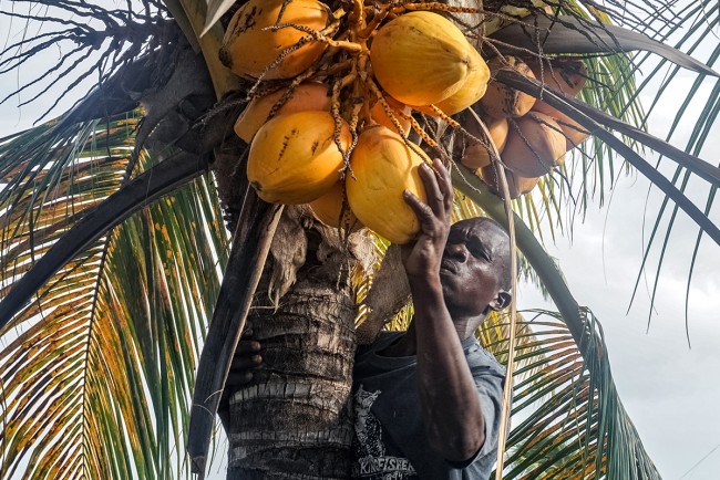 Haitian Man Started Picking Coconuts at Age 12