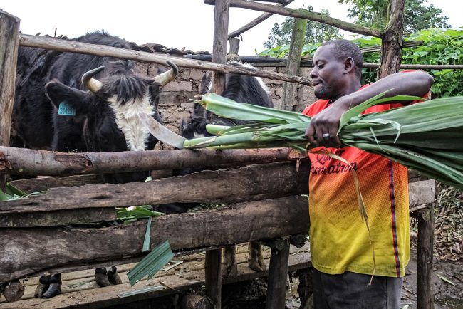 Rwandan State Gives Free Cows to Poor Families, With Mixed Results