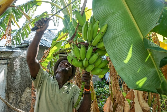 Cutting Down Bananas in Haiti