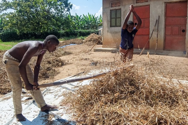 Ugandan Men Thresh Beans