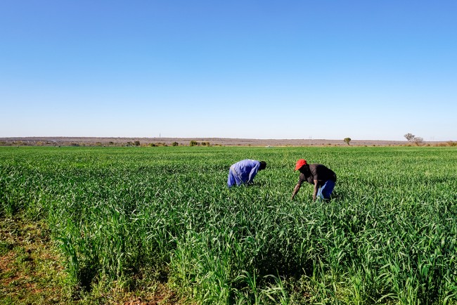 Power Shortages Take a Toll on Zimbabwe’s Wheat Crop