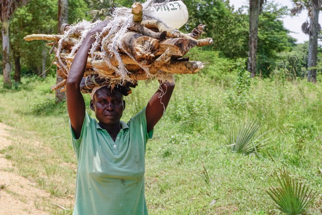 In Uganda, Refugees Gathering Firewood Spark Deforestation Concerns