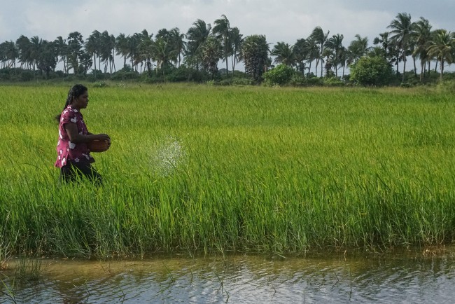 Devastating Cyclone Leaves Farmers on Unsteady Ground