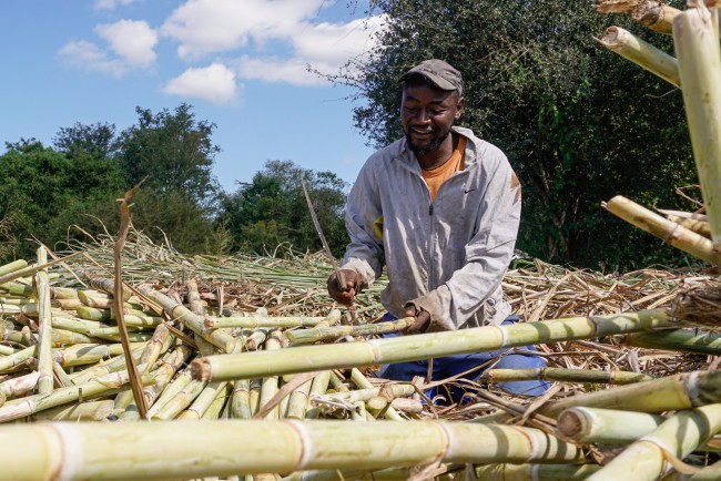 Zimbabwe Farm Welcomes Sugarcane Season