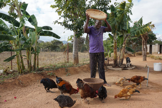 Breeze Helps Zimbabwe Farmer Prepare Harvest