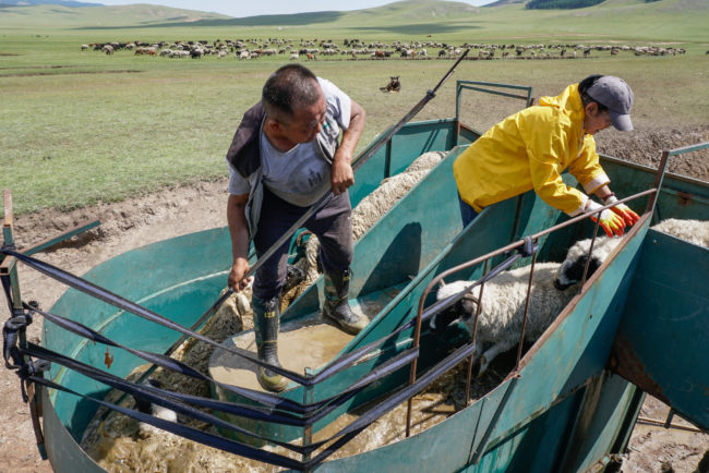 Baaa-th Time: Vets Clean Sheep and Goats to Prevent Disease