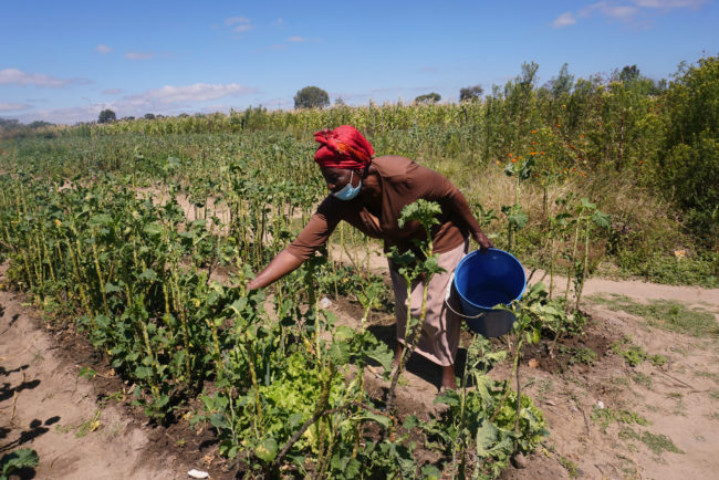 Horticulture Farming In Zimbabwe