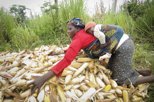 Food Loss Plagues Cameroonian Farmers Without Funds for Modern ...
