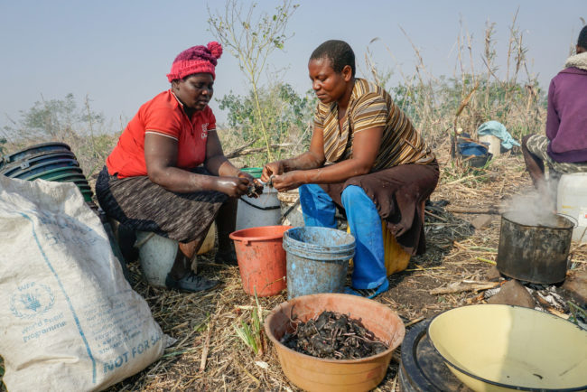 Rains Finally Come, And So Do the Rodents