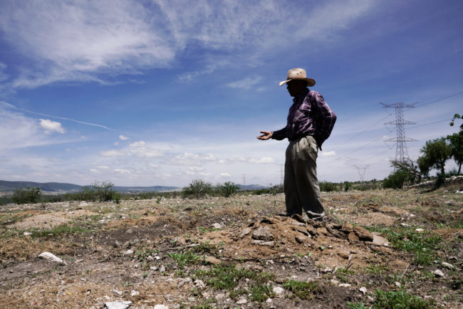 Con el fin de reforestar las zonas rurales de México, el gobierno ...