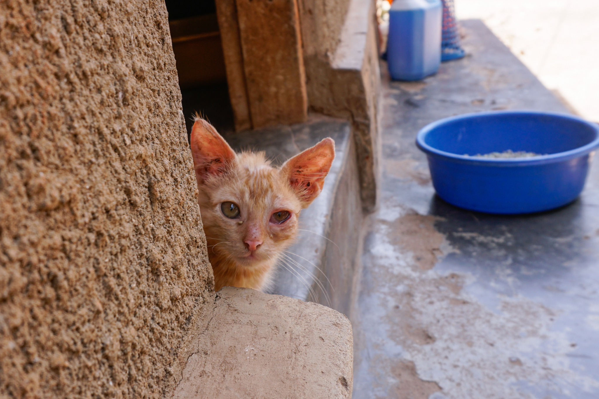 Cats Have a Bad Rap. She Hopes to Change That.