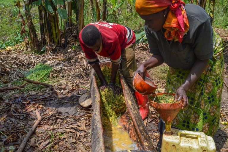 Pair Makes Banana Beer in DRC | Global Press Journal