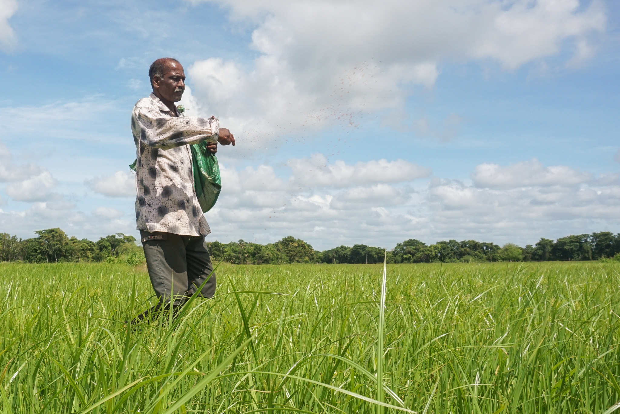Food Crisis Looms as Rice Production Nosedives – Ilankai Tamil Sangam