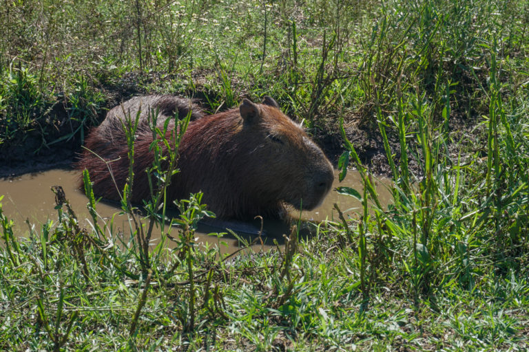 Capybara Enjoys Protection at National Park in Argentina | Global Press ...