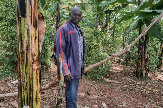 Narcotic or Cash Crop: Legal Limbo Puts Khat Growers in Tough Spot