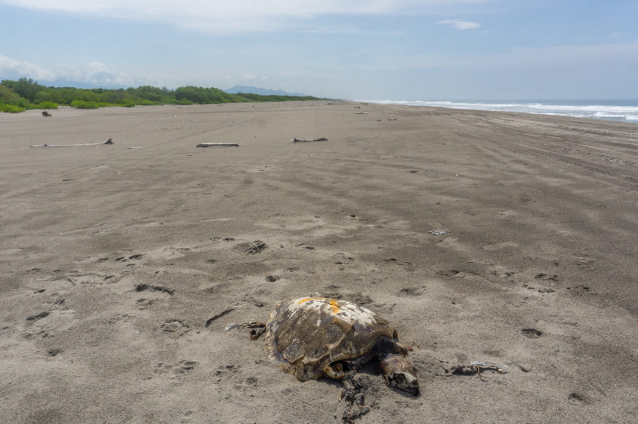 Dead Turtles Wash Up in Mexico | Global Press Journal