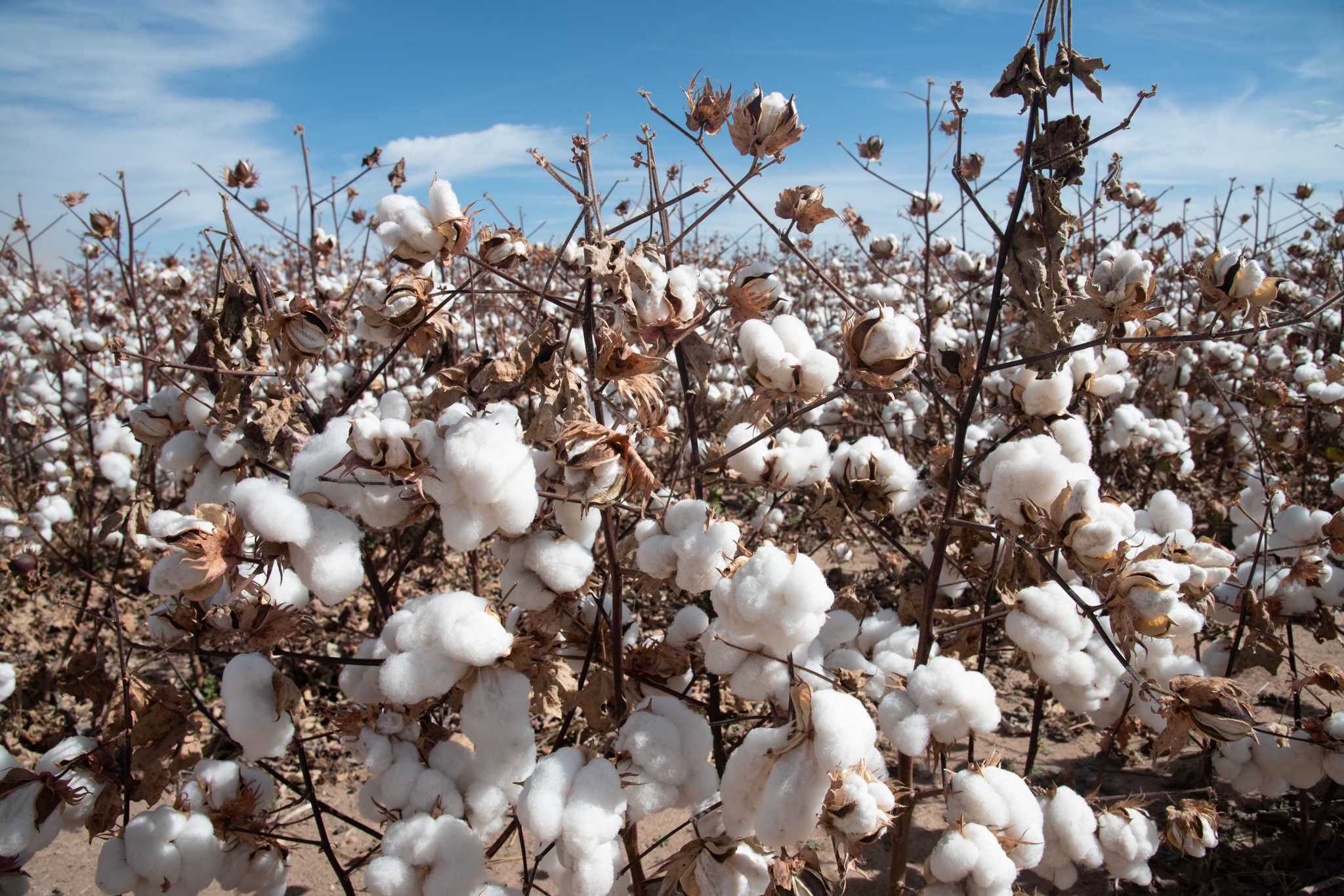 Government Action Could Mean the End of Mexican Cotton