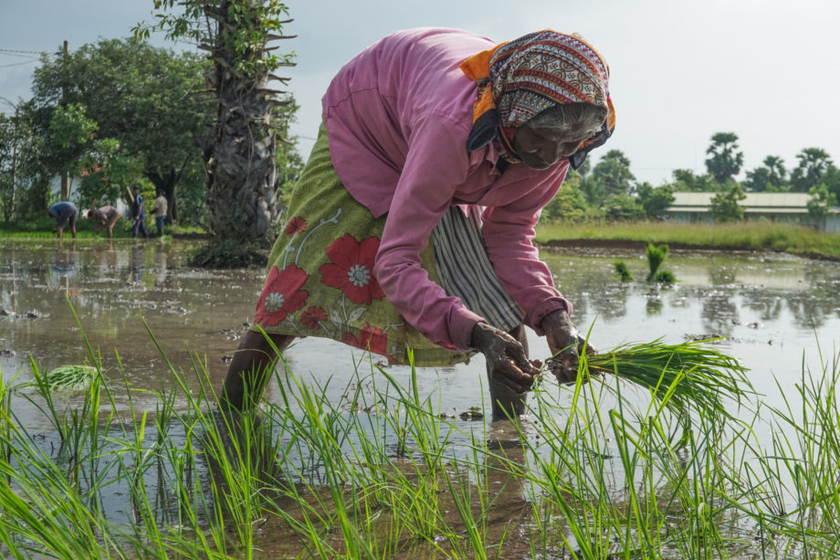 Farmer Plants Rice in Sri Lanka | Global Press Journal