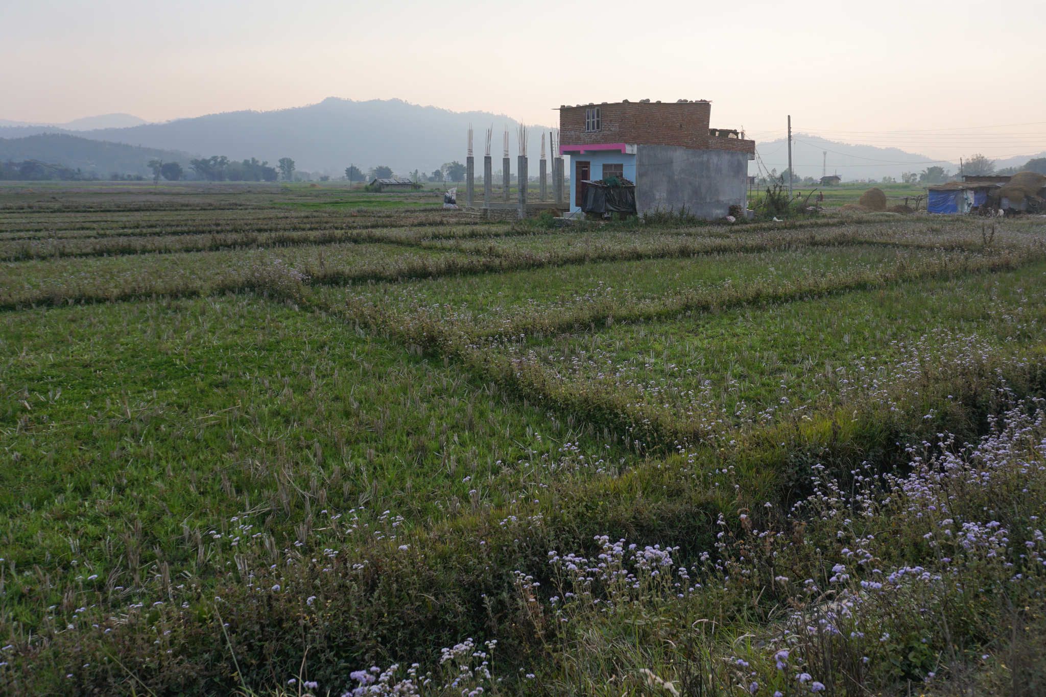 Land Is the New Cash Crop in an Urbanizing Section of Nepal