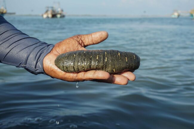 An Explosion of Sea Cucumber Farms Puts Sri Lanka’s Fishermen in a Pickle
