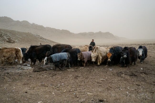 Mongolia’s Great Migration: Why Young Families Are Flocking to the ...