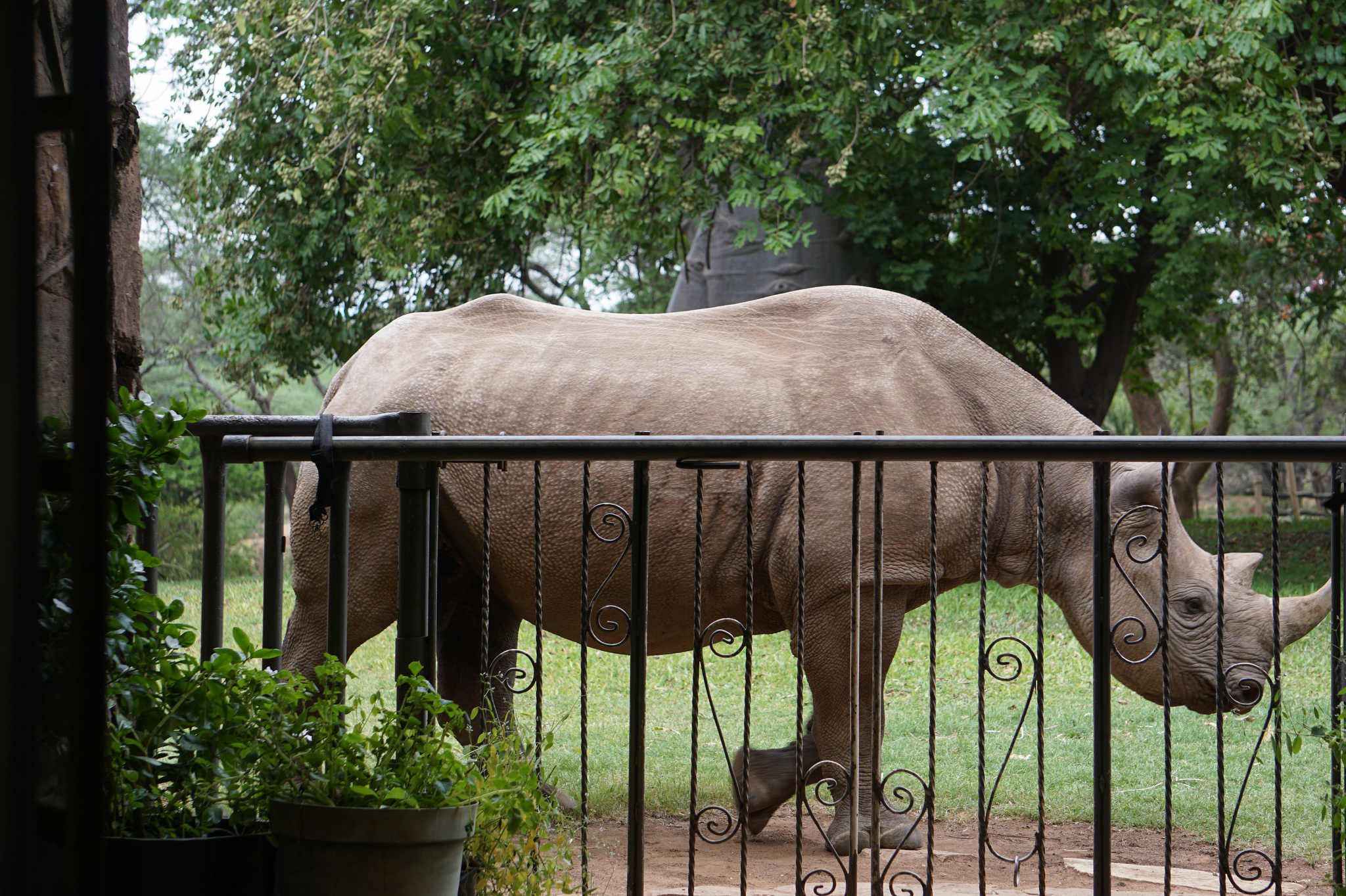 For Farmers and Wildlife in Zimbabwe’s Conservation Areas, a Fraught ...