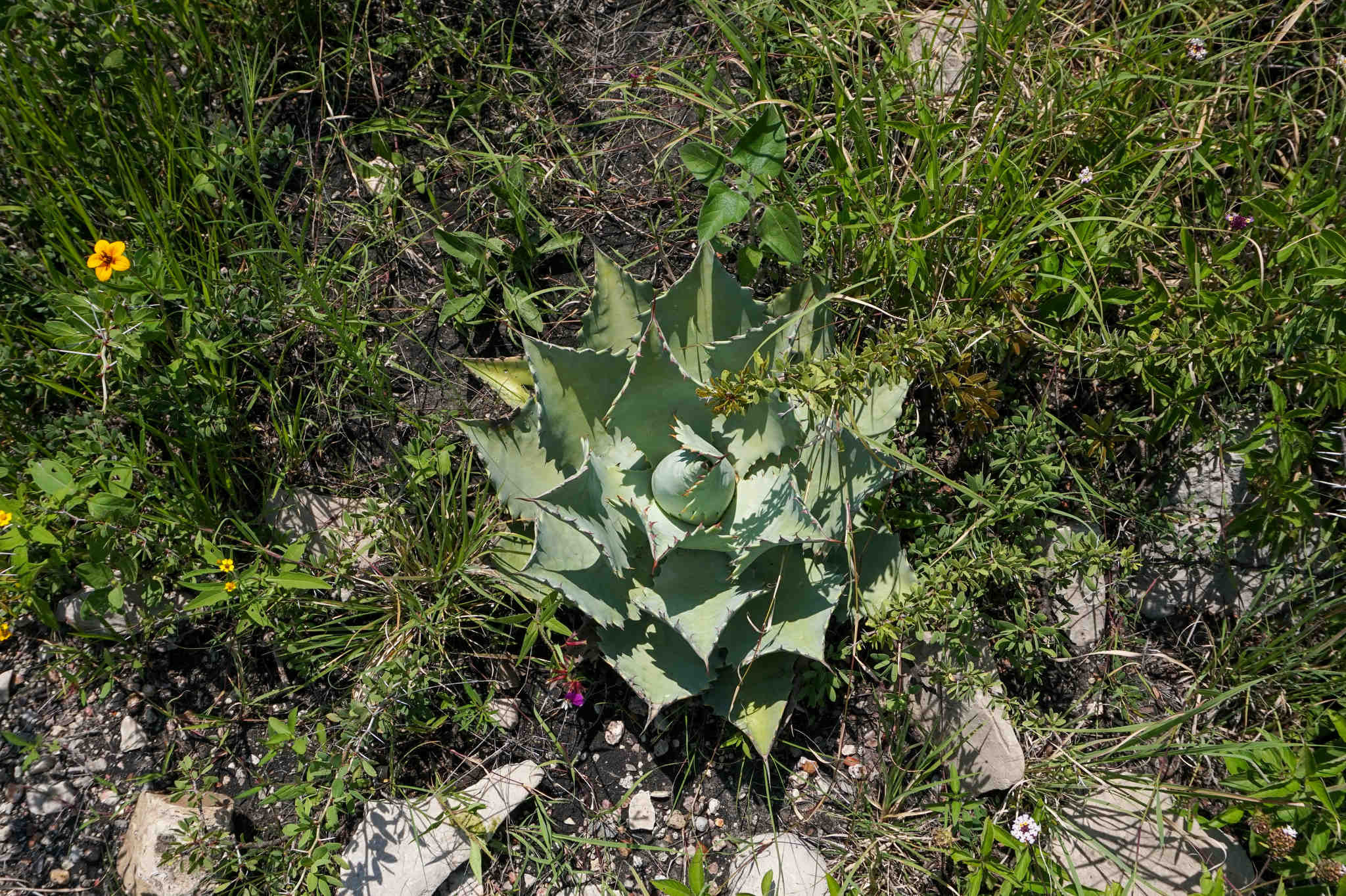Endangered Agave: Can Mezcal Avoid Tequila’s Destructive Legacy?