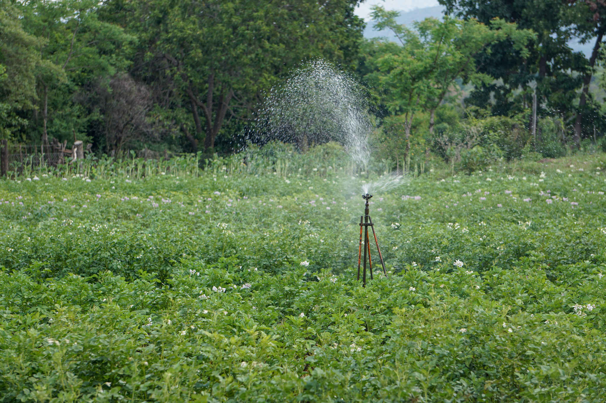 A Harvest for Hunger in Rural Zimbabwe