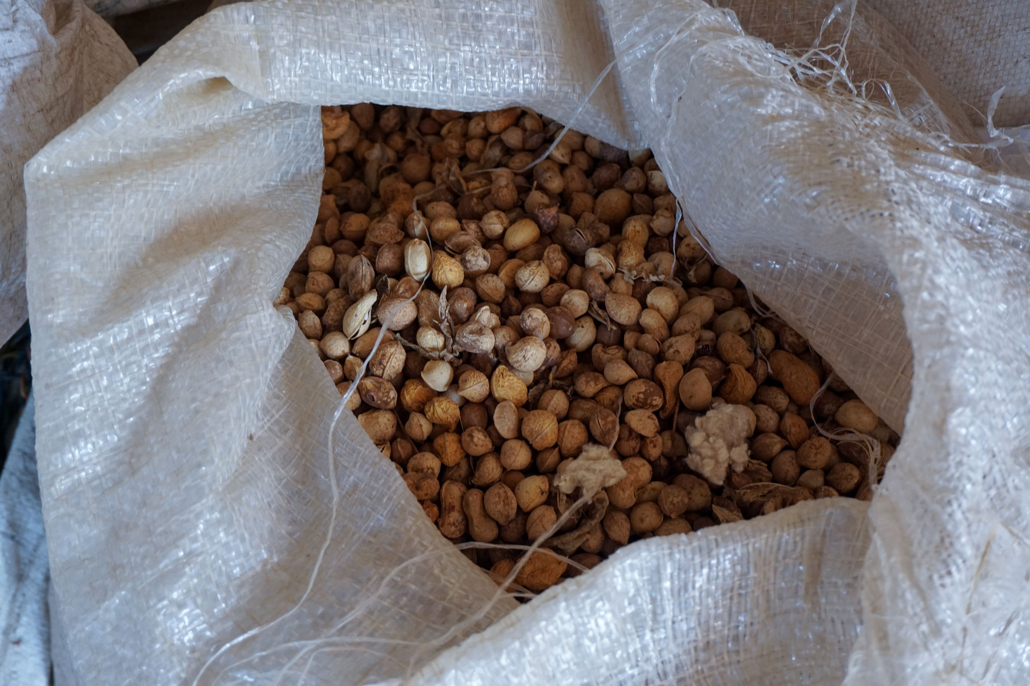 A Harvest for Hunger in Rural Zimbabwe